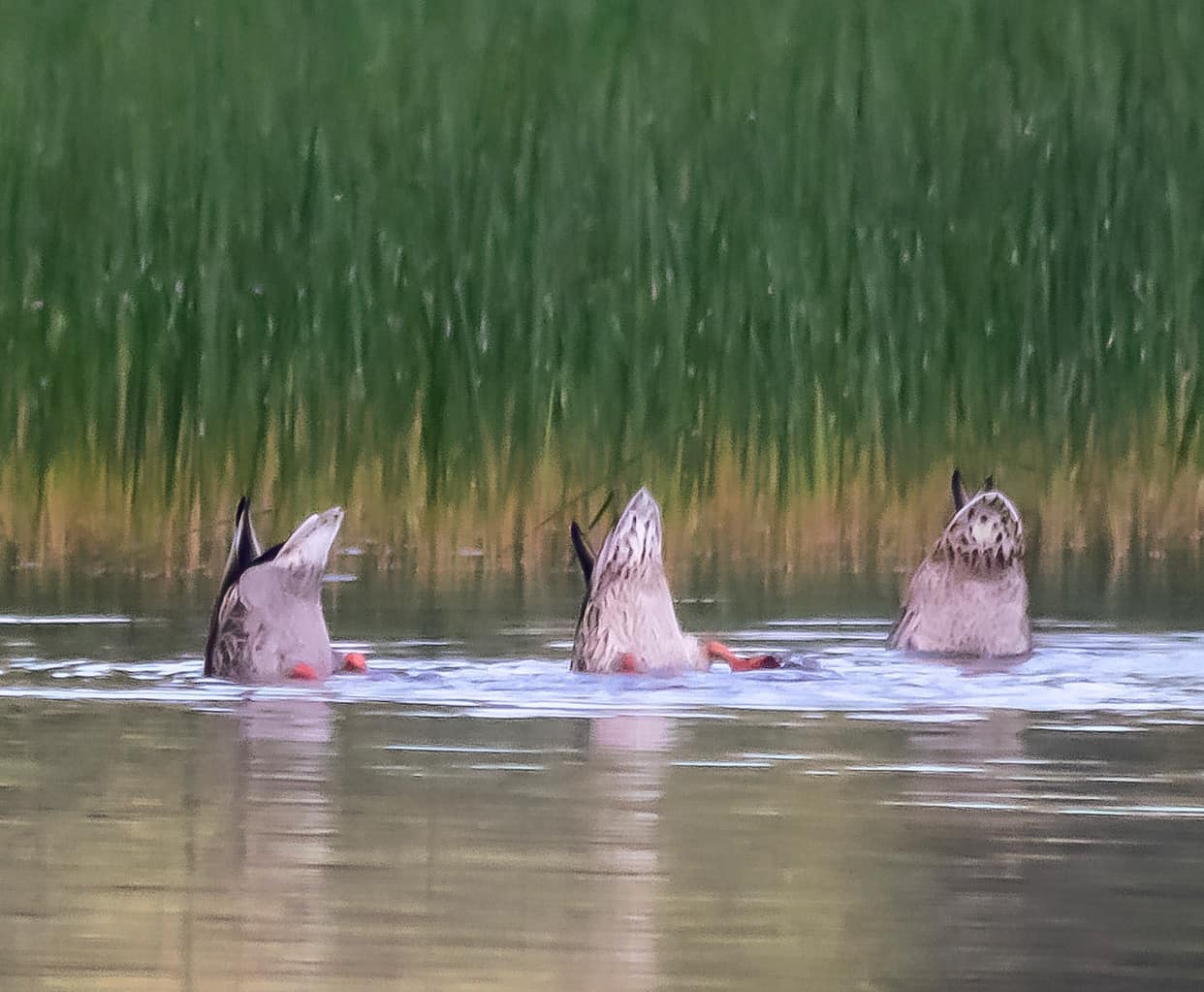 Loons - The Mirror Lake Protective Association | MLPA | Mirror Lake NH